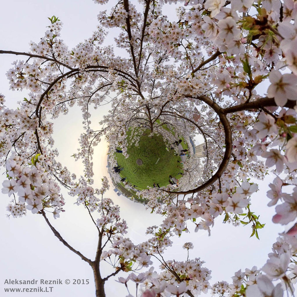 Sakura blossom in Vilnius 360 panorama | Aleksandr Reznik homepage Sakura blossom in Vilnius 360 panorama | Aleksandr Reznik homepage